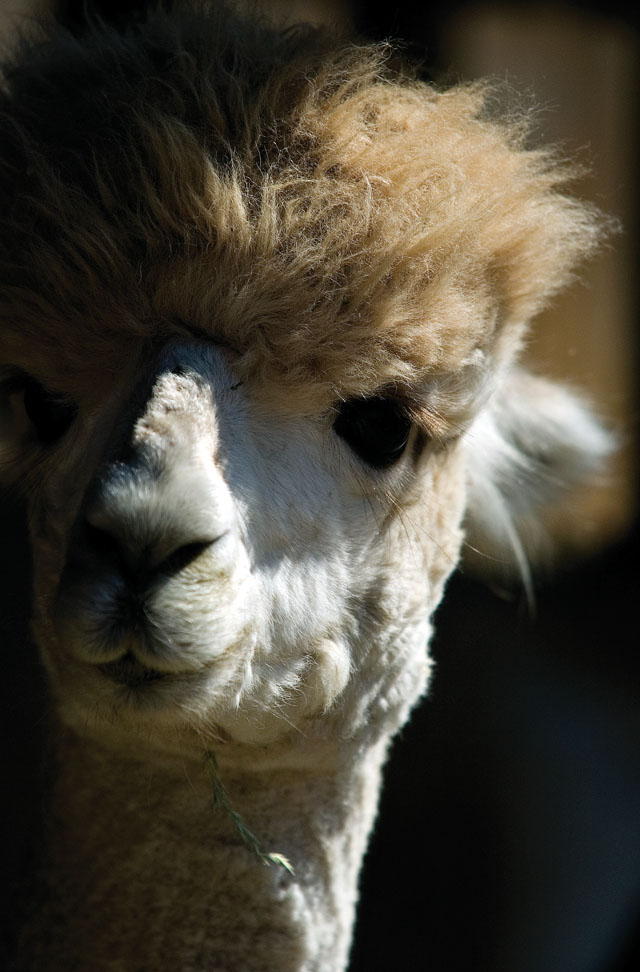 A passion for alpacas | SteamboatToday.com